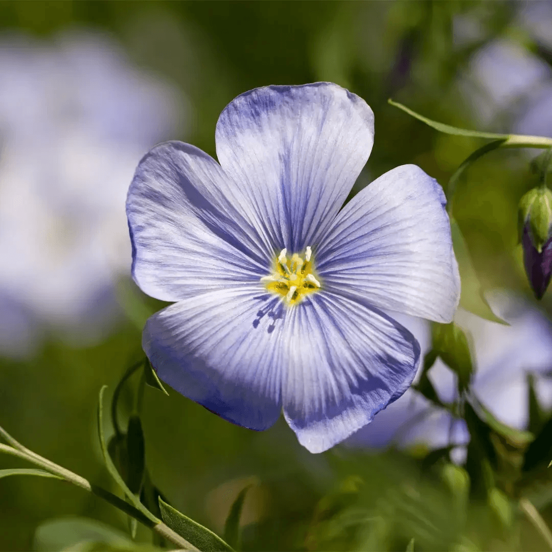 L'HISTOIRE DU LIN • Linpact